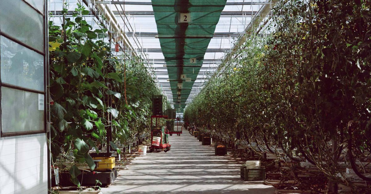 Urban Farming in Vienna | Questions and Architecture